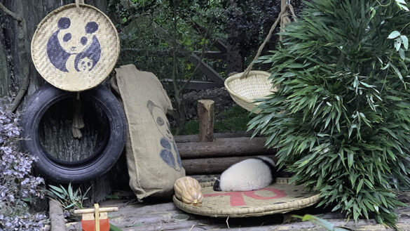 Complete Guide to Chengdu Panda Base: Things to Know Before You Go