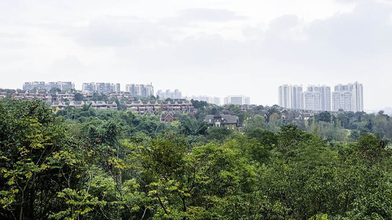 Complete Guide to Chengdu Panda Base: Things to Know Before You Go