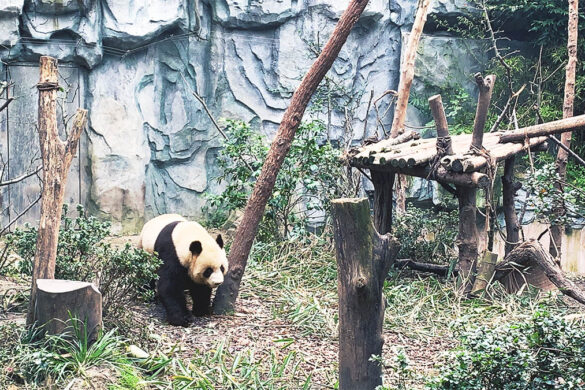 Panda Paradise! 12 Places in Chengdu for Panda Lovers!