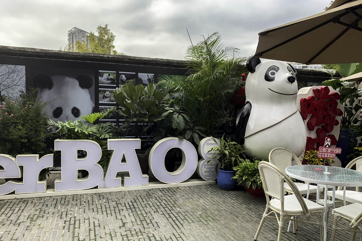 Panda Paradise! 12 Places in Chengdu for Panda Lovers!